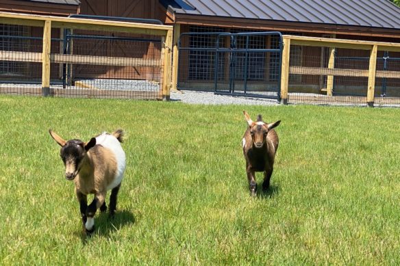 Photo Galleries Archive - Normandy Farms Campground