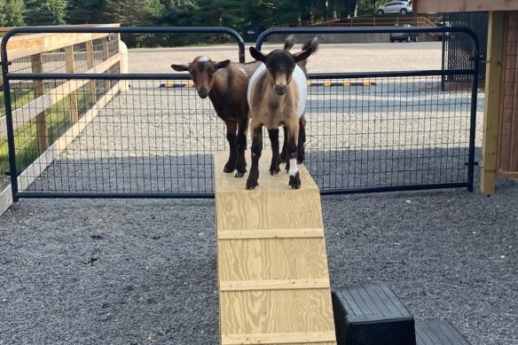 Photo Galleries Archive - Normandy Farms Campground